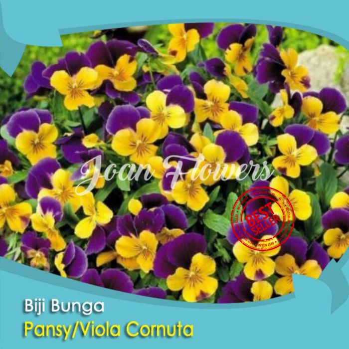 Kumpulan 44+ Harga Tanaman Bunga Viola yang Lagi Ngetrend - Informasi ...