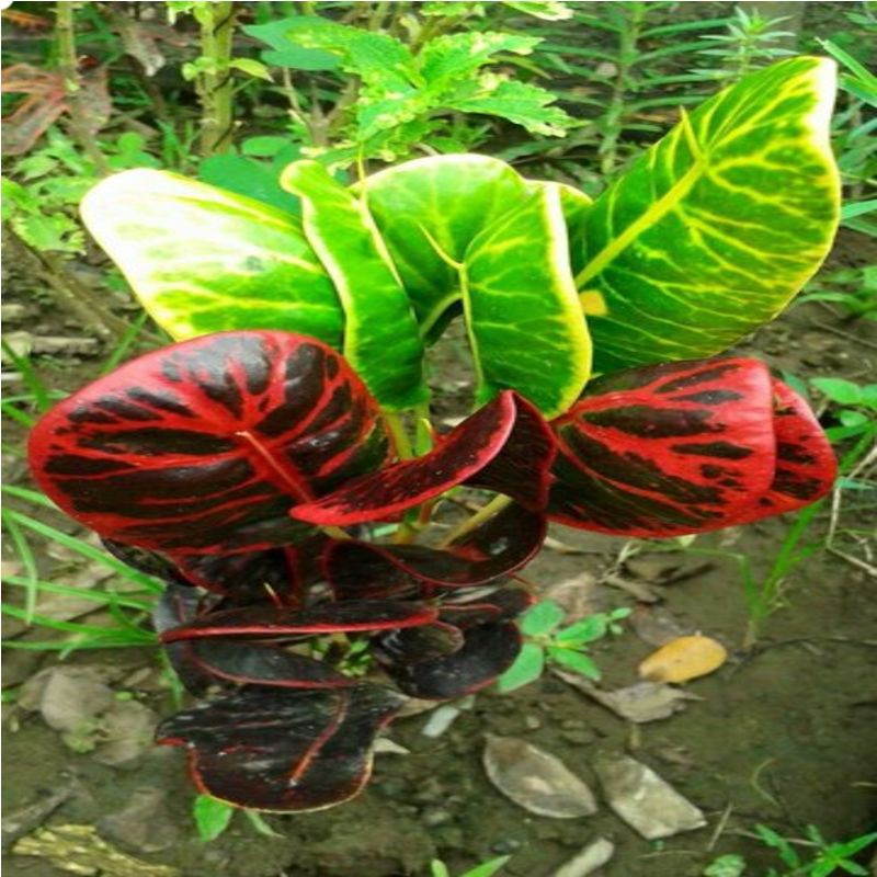 Jual Bibit Tanaman Bunga Puring Centong Cantik | Shopee Indonesia