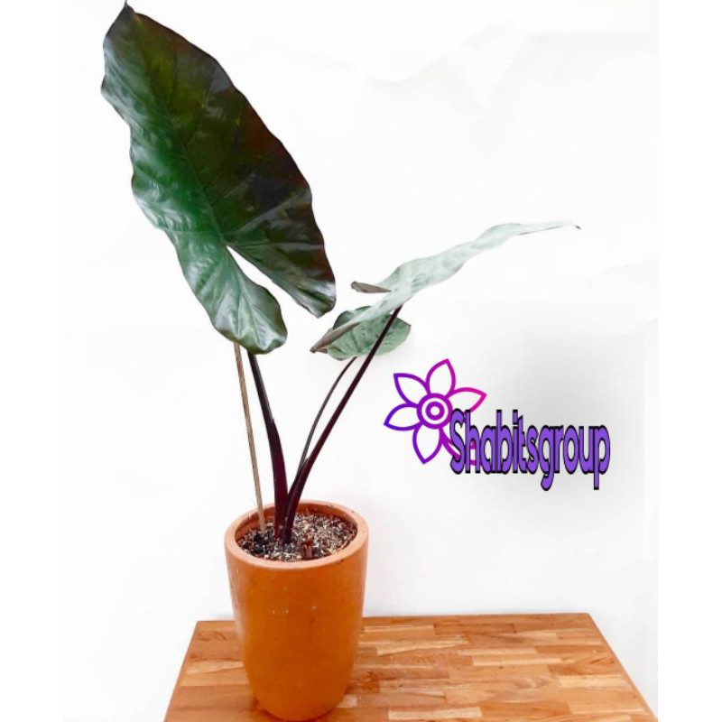 Jual Tanaman hias Alocasia Plumbea - tanaman sente hitam | Shopee Indonesia