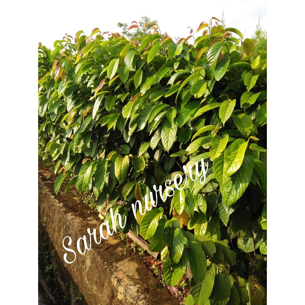 Jual Jual Bibit Tanaman Kayu Ulin - Kayu Besi - Anti Rayap Ketinggian ...