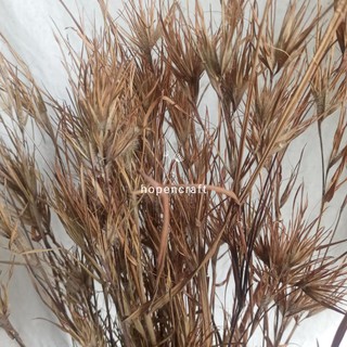 Jual Rumput Merakan Kering | Merakan Kering | Rumput Merak | Rumput ...