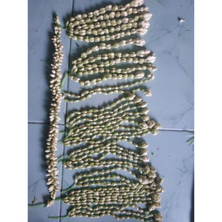 Jual BUNGA MELATI ASLI SEGAR 1 PAKET BUNGA MELATI RONCEAN ADAT ...