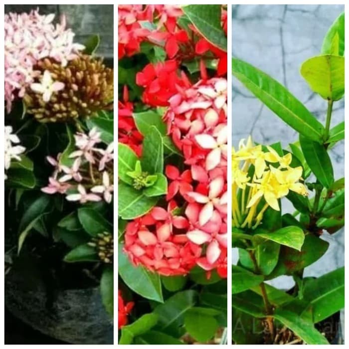 Jual Tanaman hias Asoka bunga pink - kuning - merah paket 3 Asoka ...