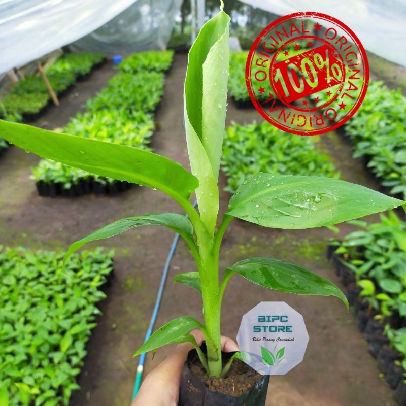 Jual pisang blue java Harga Terbaik & Termurah Februari 2023 | Shopee ...