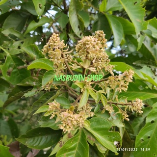 Jual DAUN LABAN | DAUN LEBAN | LEBEN SEGAR LANGSUNG PETIK | Vitex ...