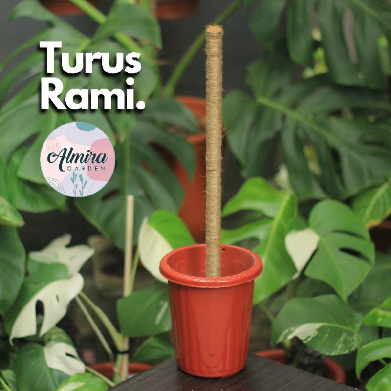 Jual Turus Tali Rami 50cm / Tiang Penyangga Tanaman Merambat / Cagak ...