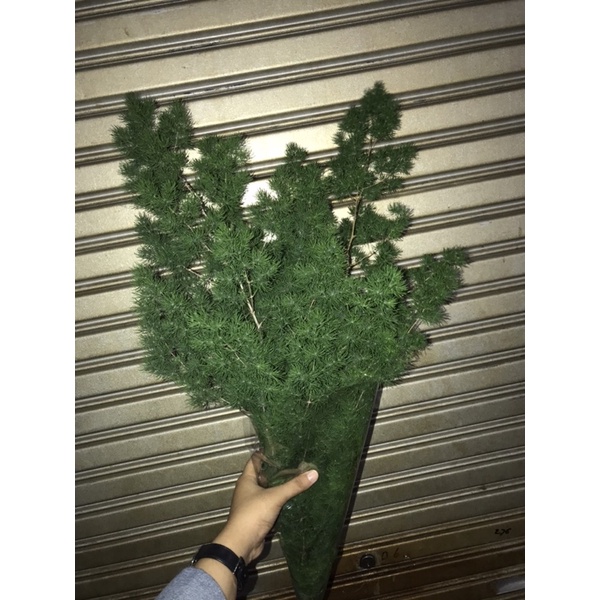 Jual ASPARAGUS BINTANG ( DAUN DAN BUNGA SEGAR ) | Shopee Indonesia