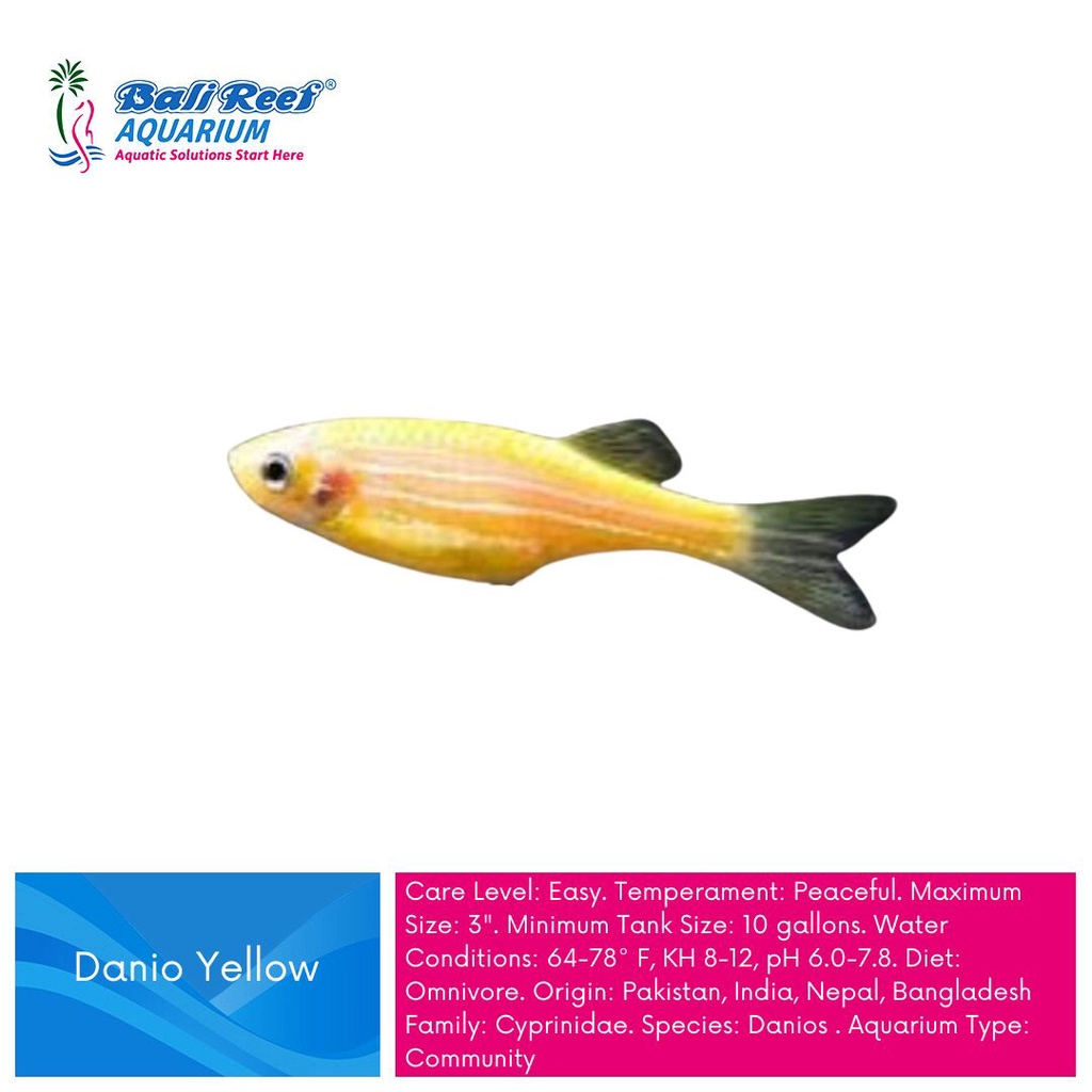 Jual Ikan Hias Aquascape Zebra Danio Yellow | Shopee Indonesia