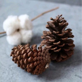 Jual bunga pinus/ biji pohon pinus/pinus/properti foto/buah pinus ...