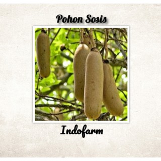 Jual Tanaman Bibit Pohon Sosis | Shopee Indonesia