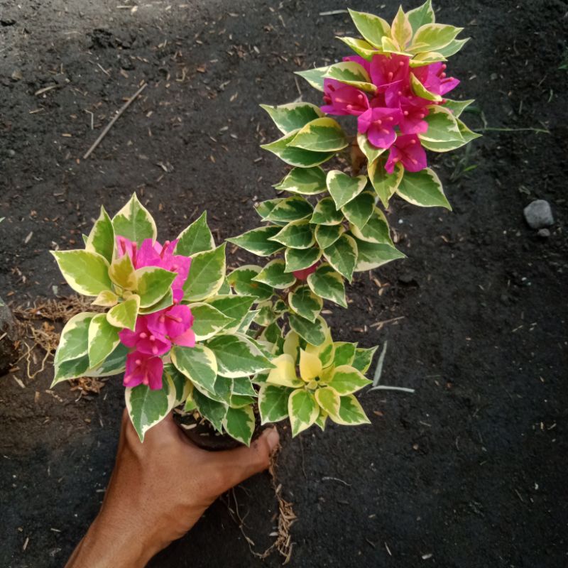 Jual Bunga Kertas / Bogenvil / Bougenville Singapore Warna Merah Fanta ...