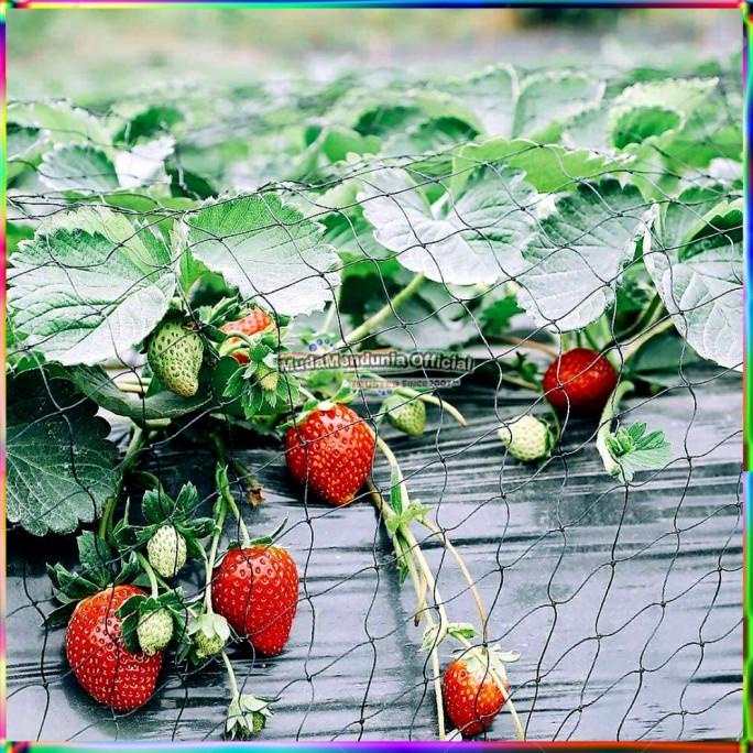 Jual [Ready] Jaring Tanaman Rambat Permeter Murah [Ds50C] | Shopee ...