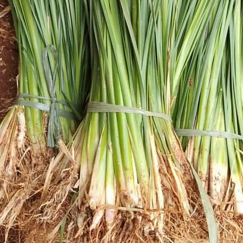 Jual pohon akar wangi/vertiver pohon anti longsur paket 10 pohon ...