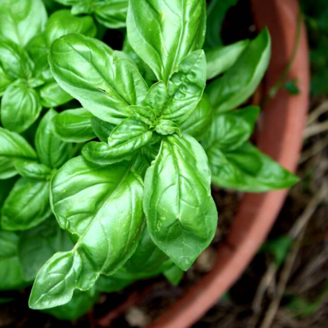 Jual 200 Benih Basil / Biji / Bibit Tanaman Basil Indonesia|Shopee ...