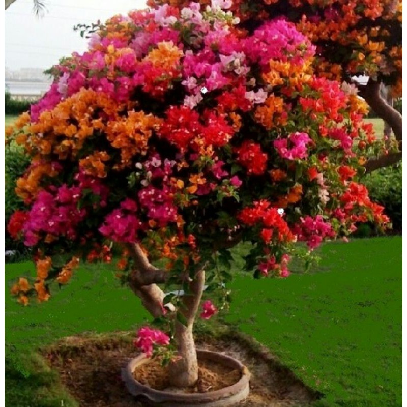 Jual bunga bougenvil/ bunga kertas 2 warna dalam satu pohon Indonesia ...