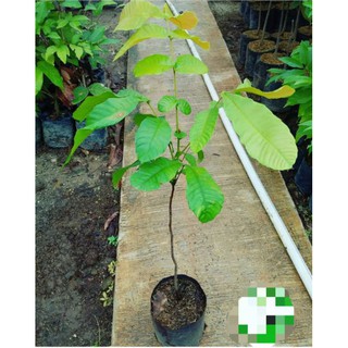 Jual Bibit Tanaman Buah Matoa Super Bibit Buah Matoa Cangkok Bibit ...