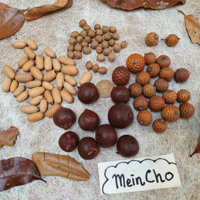 Jual (1kg/ 150-1500) Kolase Biji Rotan Buah Rotan Lonjong Bulat Drini ...