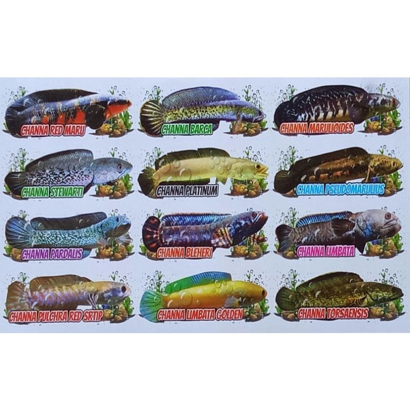 Jual stiker ikan Channa isi 10 lbr | Shopee Indonesia