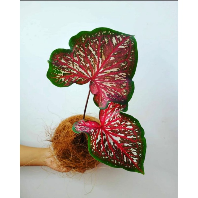 Produk Hansa Plant | Shopee Indonesia