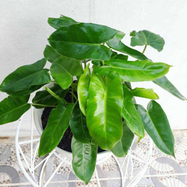 Jual Philo burle mark | philo brekele | philodendron burle mark | Philo ...