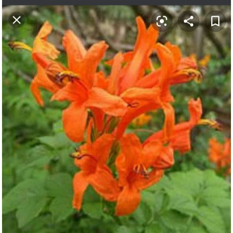 Jual Bunga Tecomaria (orange) | Shopee Indonesia