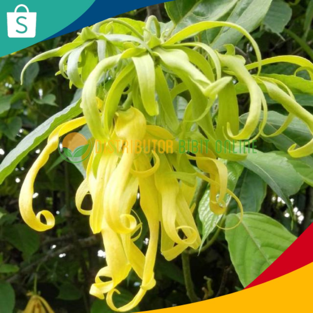 Jual Bibit Bunga Kenanga Siap Berbunga | Shopee Indonesia