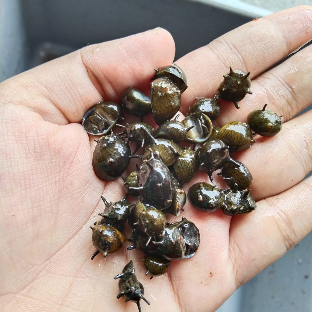 Jual KEONG TANDUK, KEONG HIAS, PEMBERSIH LUMUT AQUASCAPE | Shopee Indonesia