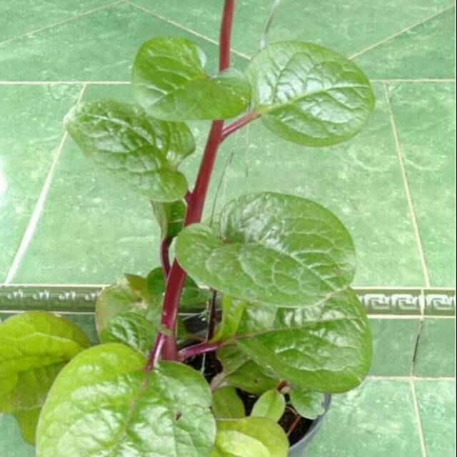 Jual Tanaman Toga Tanaman Herbal Binahong Gondola Merah Beli 3