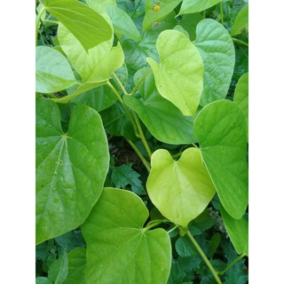 Jual daun brotowali,patrawali segar per 20 lembar | Shopee Indonesia