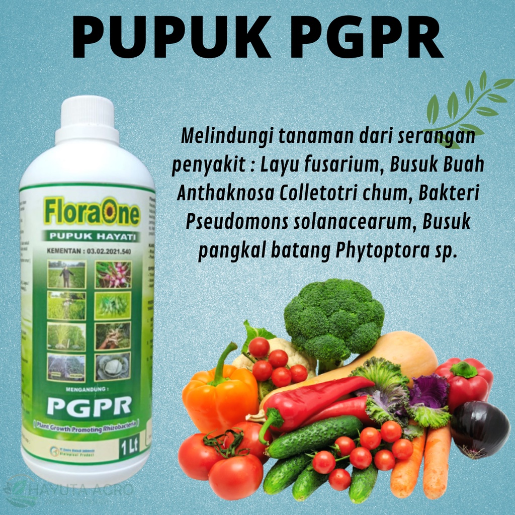 Jual PGPR Rhizobium Sp Cair, Fungisida Hayati Cair, pemacu pertumbuhan tanaman secara menyeluruh ...