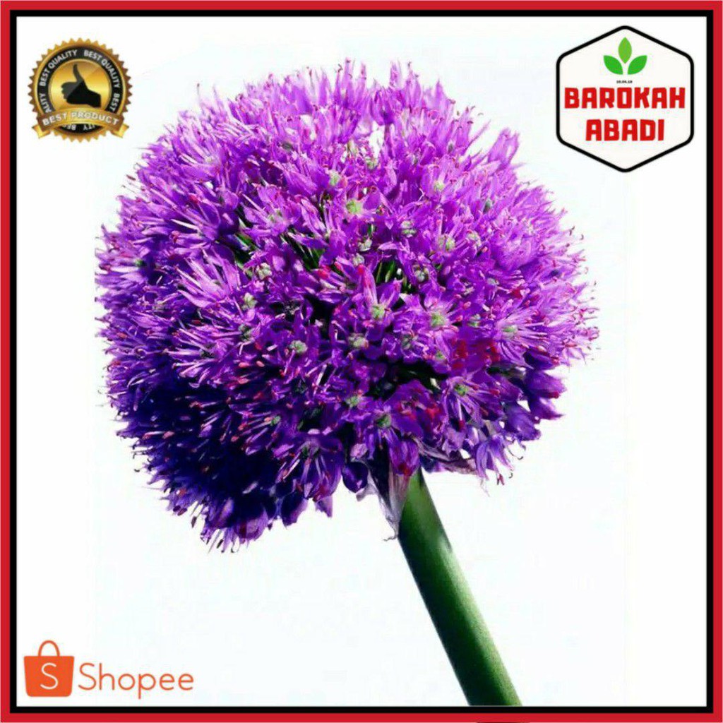 Benih Biji Bunga Giant Allium (Allium giganteum globemaster) | Shopee ...