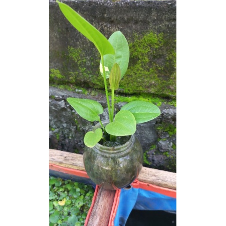 Jual Bibit tanaman Melati air | Shopee Indonesia