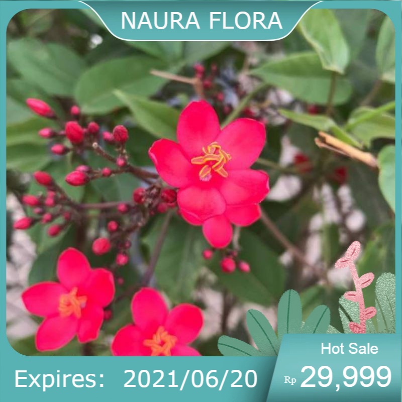 Jual Tanaman Hias Batavia Bunga Merah Fanta Bunga Pengisap Lebah