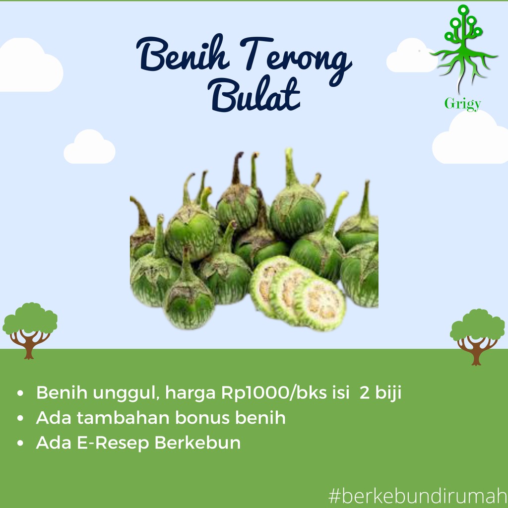 Jual BENIH TERONG HIBRIDA, BIBIT TERONG HIBRIDA | Shopee Indonesia