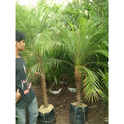 Jual Jual Pohon Palem Phoenix Murah | Jual Pohon Kurma | Shopee Indonesia