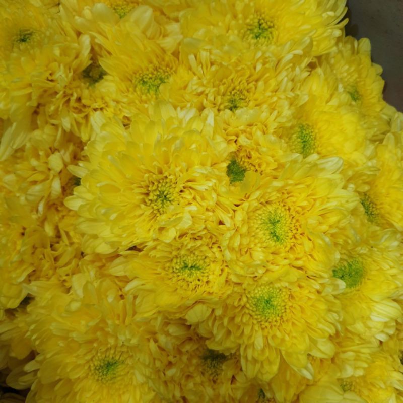 Jual crisant kuning FRESH flower bunga potong tangerang gading serpong ...