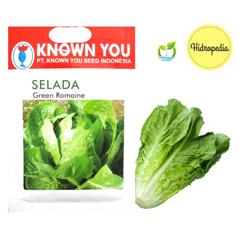 Benih Selada Lettuce GREEN ROMAINE (5 gr) Known You Seed Berkualitas Hidropedia | Shopee Indonesia