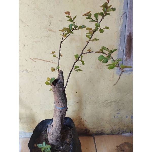 Jual bahan bonsai rukem pucuk merah realpic sesuai gambar | Shopee ...