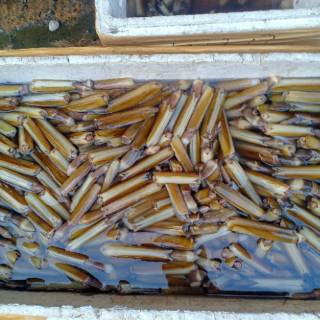 Jual Kerang segar bambu seafood segar | Shopee Indonesia