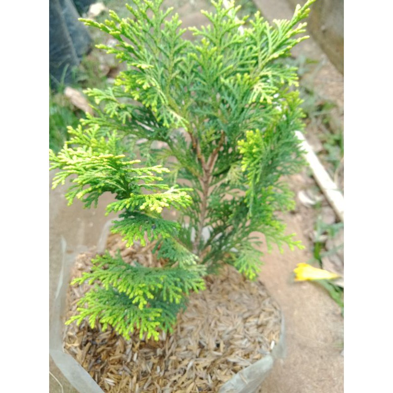 Jual tanaman Cemara emas | Shopee Indonesia