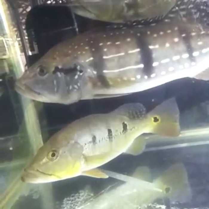 Harga Temensis Terbaru Mei 2022 | BigGo Indonesia