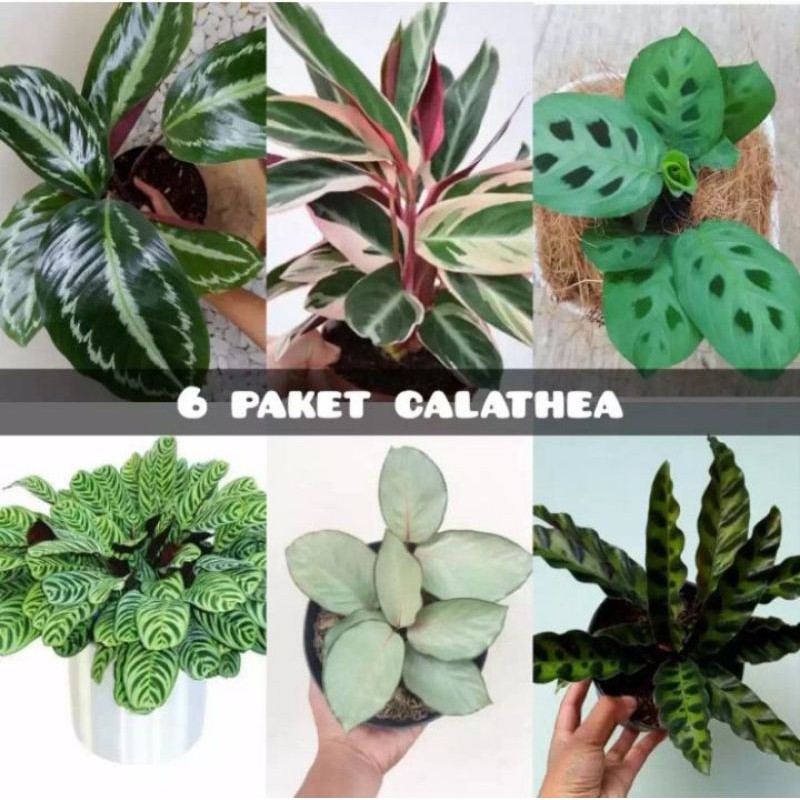 Jual paket 6 jenis calathea | Shopee Indonesia
