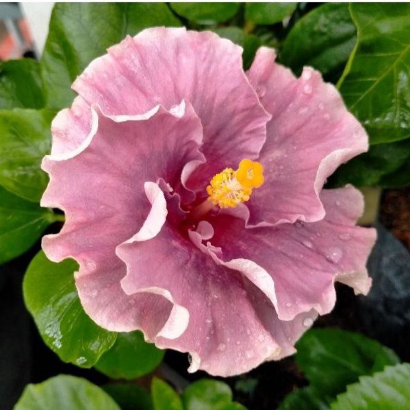 Jual pohon kembang sepatu bunga tumpuk | Shopee Indonesia