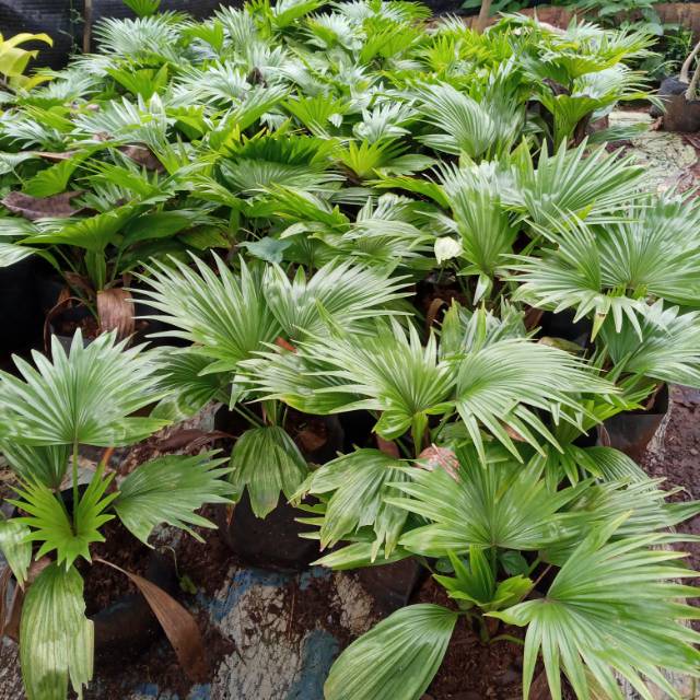 Jual Pohon palm kol palm kipas | Shopee Indonesia