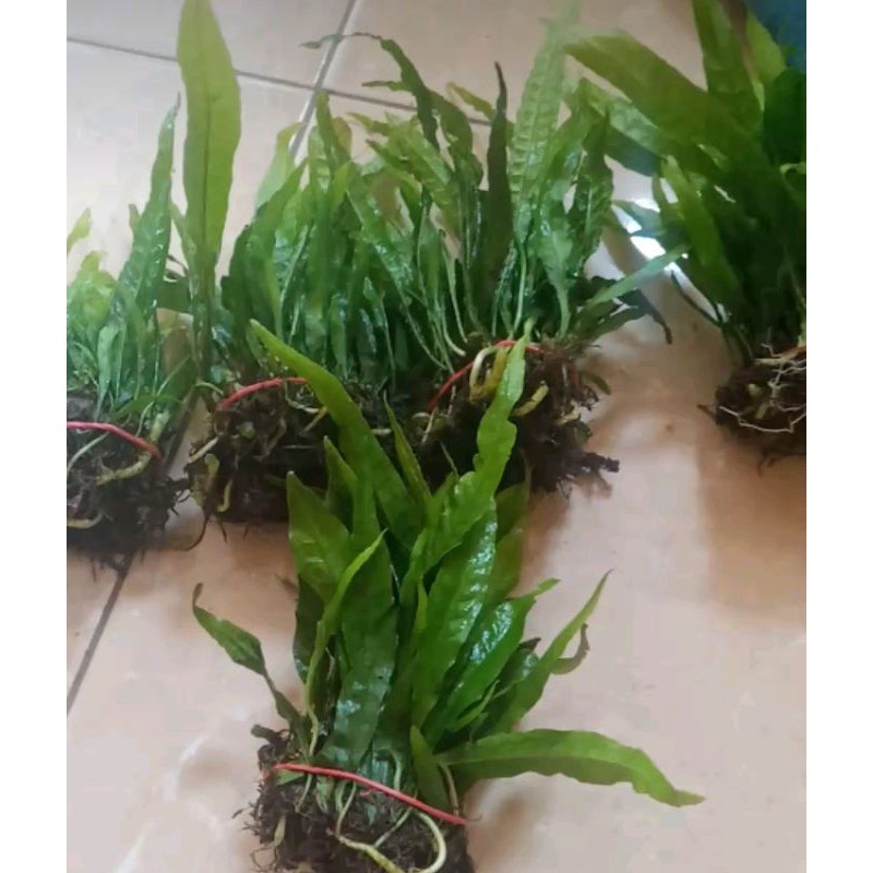 Jual kadaka ava fern tanaman aquascape | Shopee Indonesia