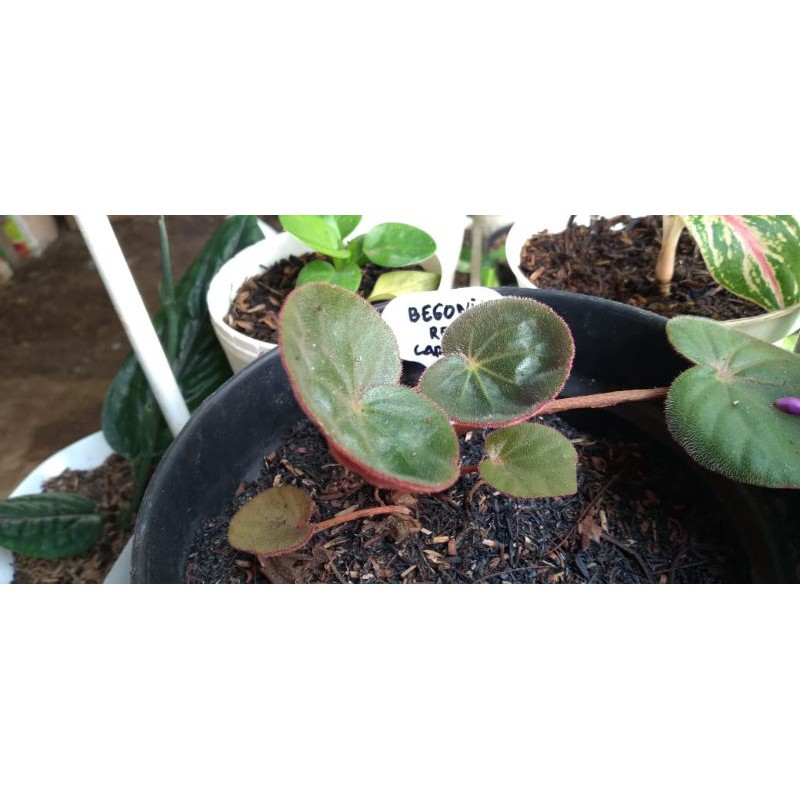 Jual Begonia Red Carpet | Shopee Indonesia