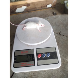 Jual Mencit/Tikus Putih (Medium 13-16 gram) | Shopee Indonesia