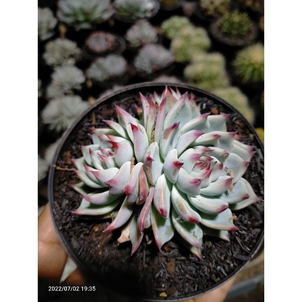 Harga Cihua Terbaru Desember 2022 |BigGo Indonesia