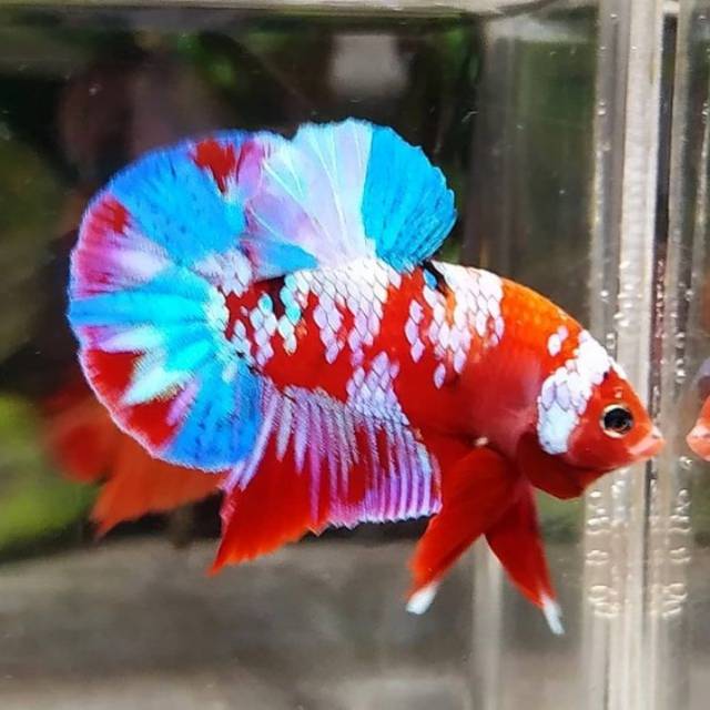 Produk aliban.store | Shopee Indonesia