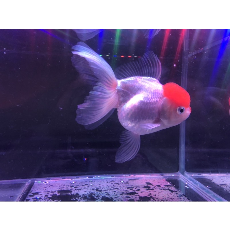 Jual Ikan Mas Koki Oranda Red Cap Thailand Indonesia|Shopee Indonesia
